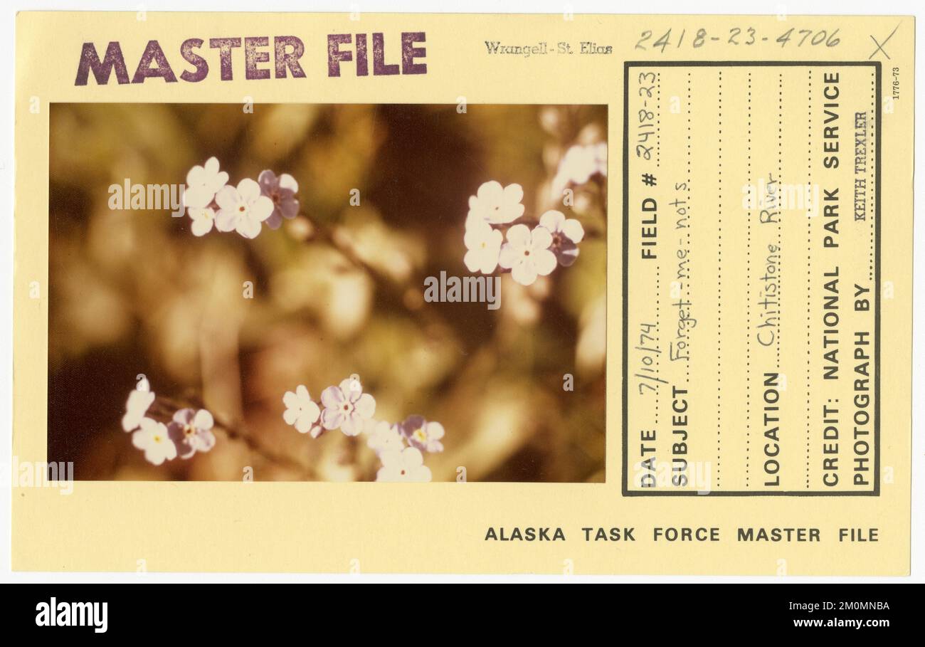Forget me nots. Alaska Task Force Photographs Stock Photo - Alamy