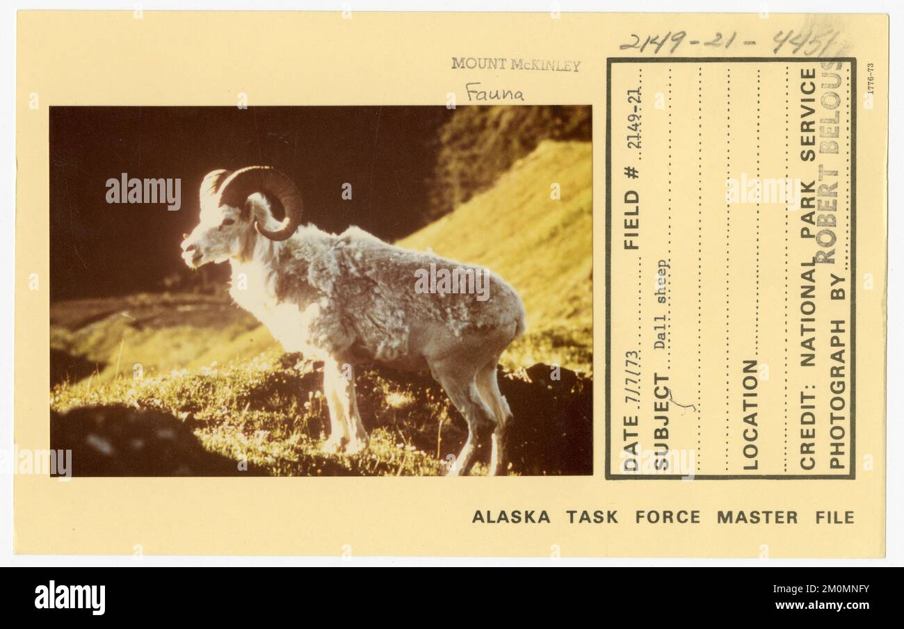 Dall sheep. Alaska Task Force Photographs Stock Photo - Alamy