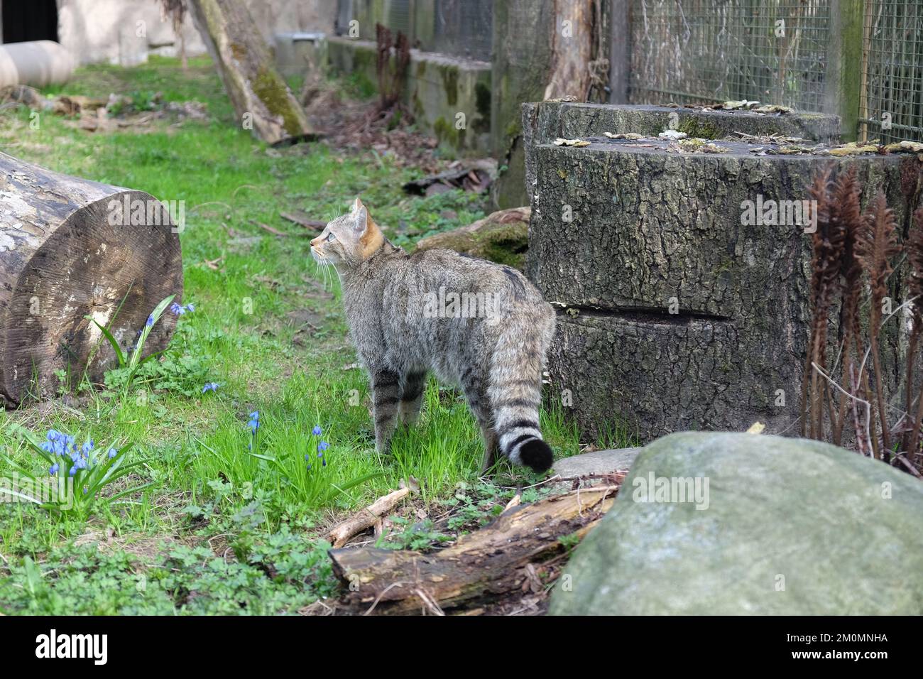 European wildcat profile looking up in his aviary in Korkeasaari island ...