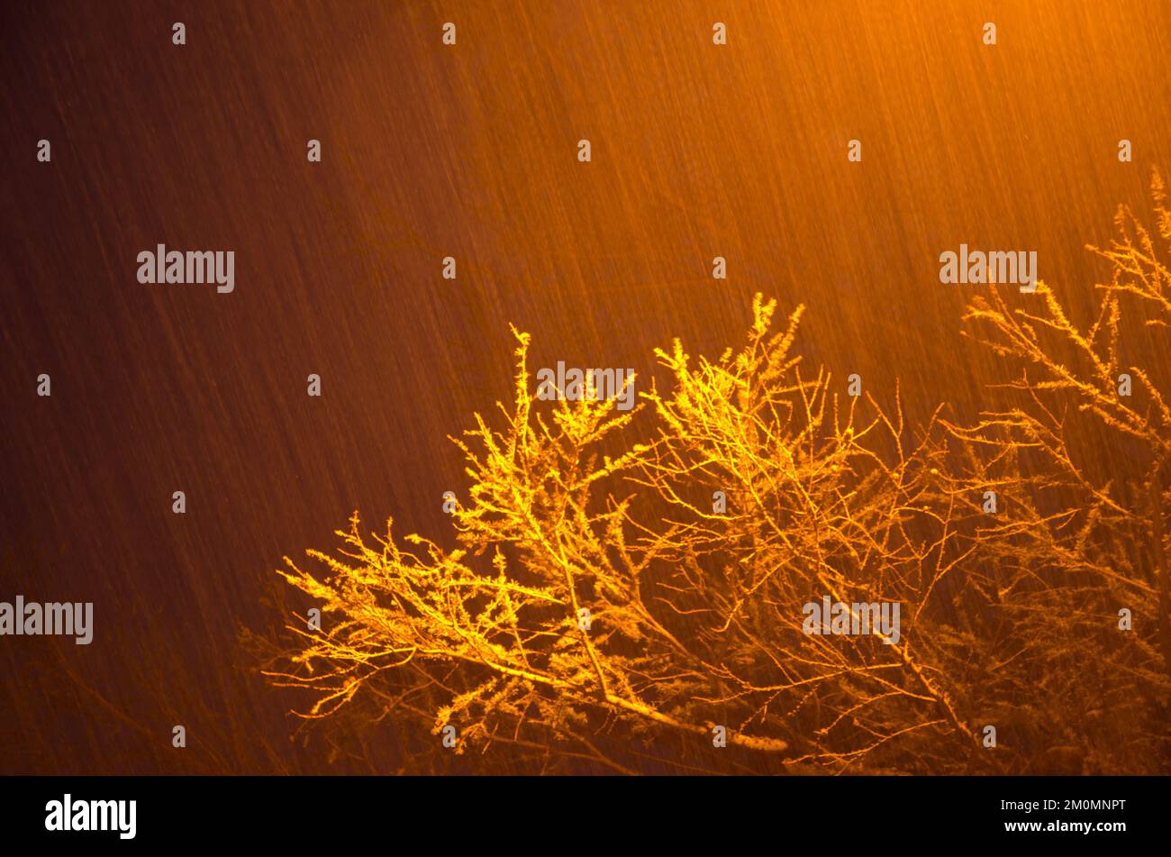 Tree in the rain illuminated by a street lamp. Nikko National Park ...