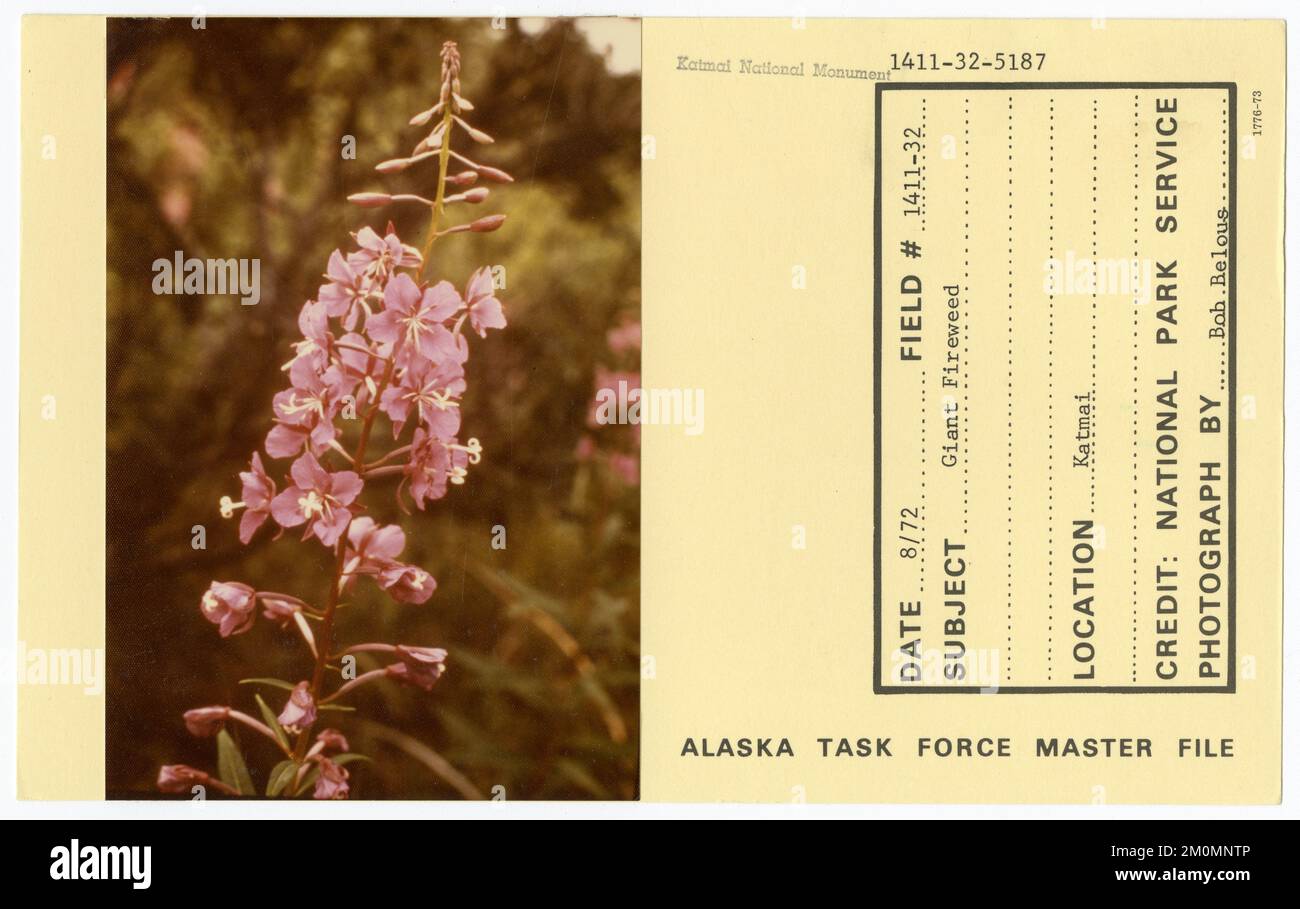 Giant Fireweed. Alaska Task Force Photographs Stock Photo - Alamy