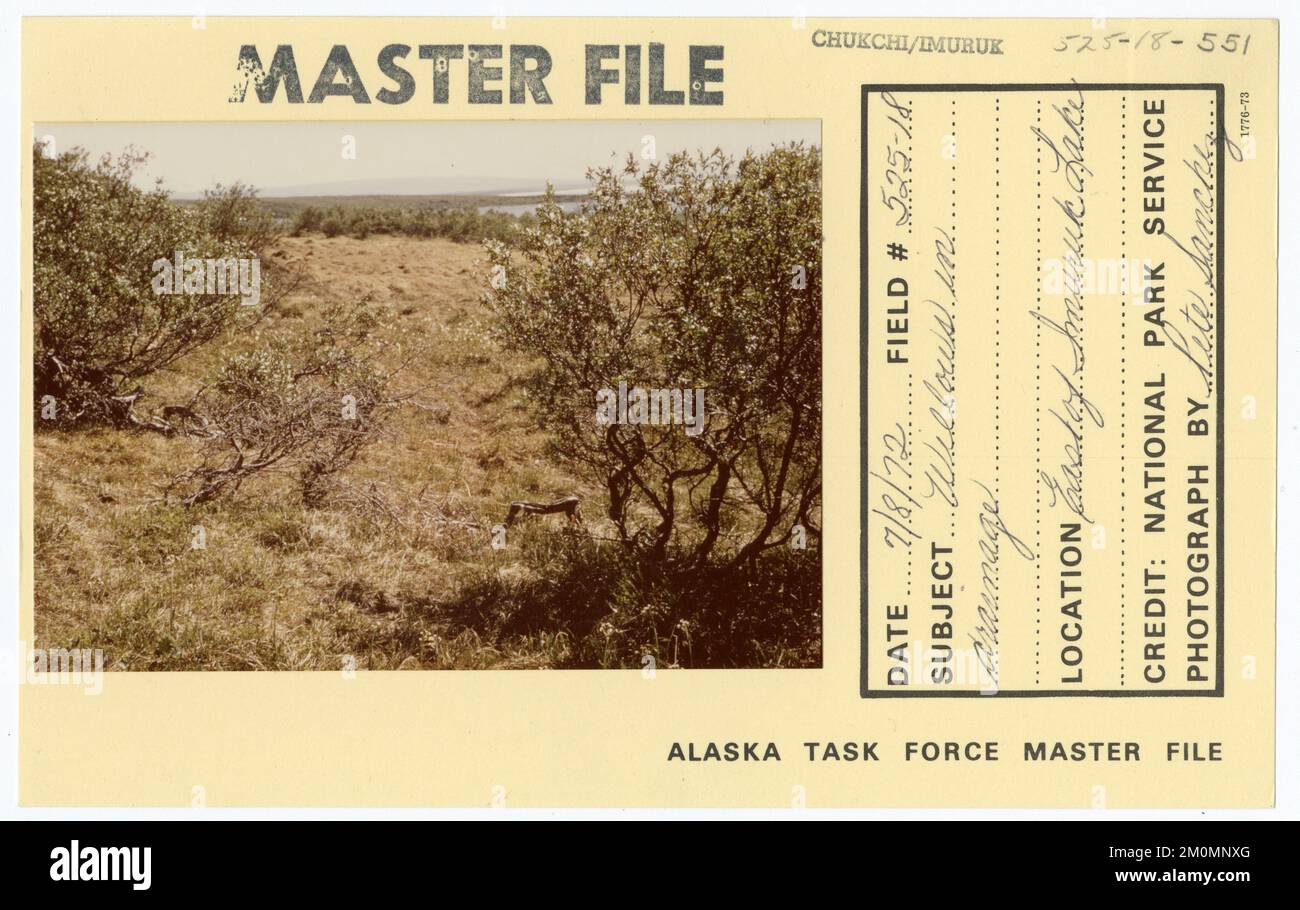 Willows in drainage. Alaska Task Force Photographs Stock Photo - Alamy