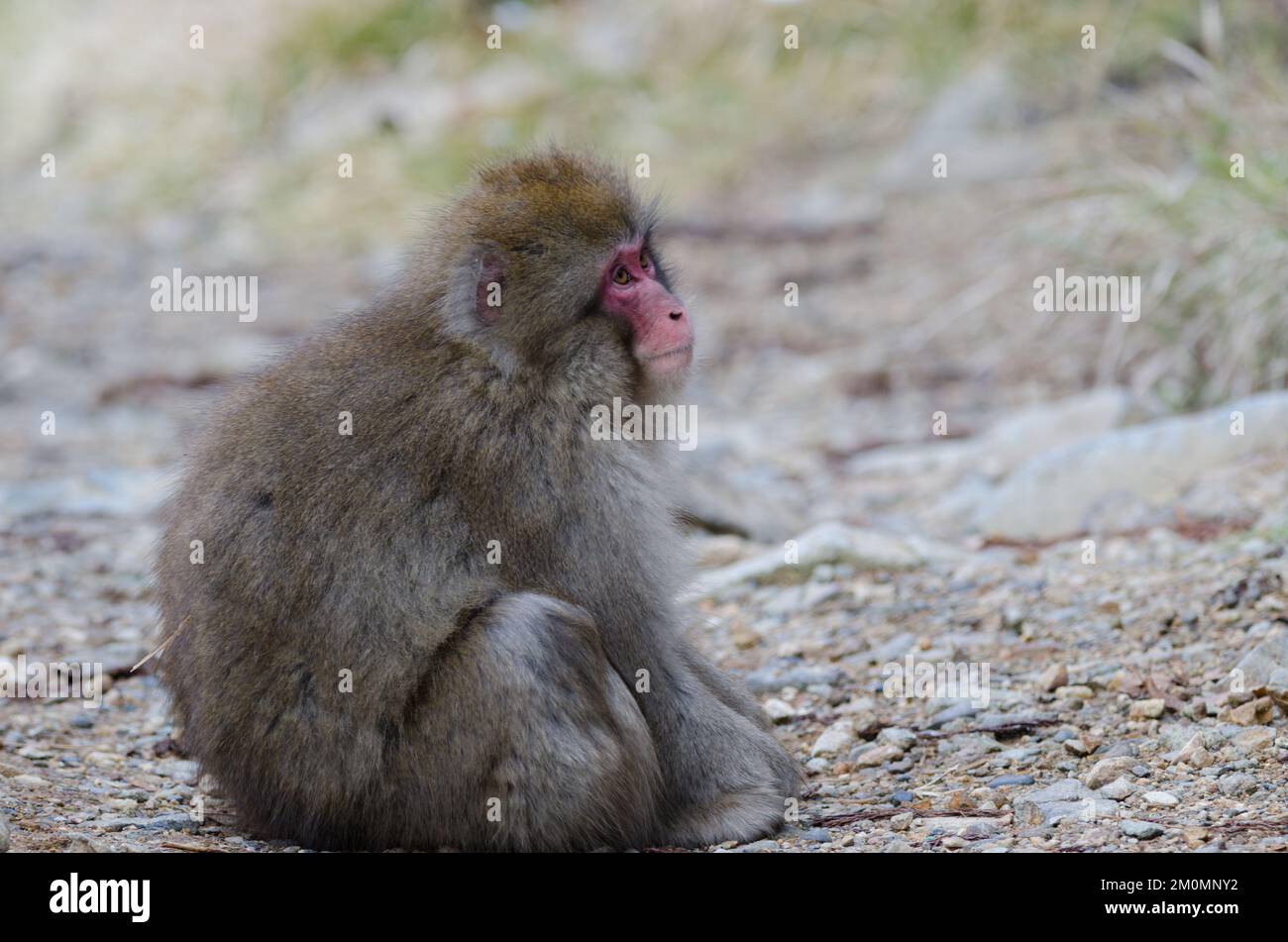 Young Japanese macaque Macaca fuscata. Jigokudani Monkey Park ...