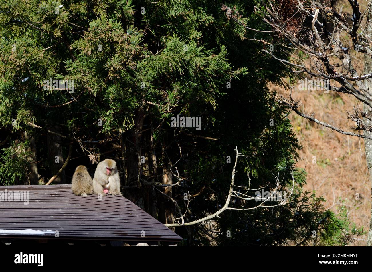 Pair of Japanese macaques Macaca fuscata on a roof. Jigokudani Monkey ...