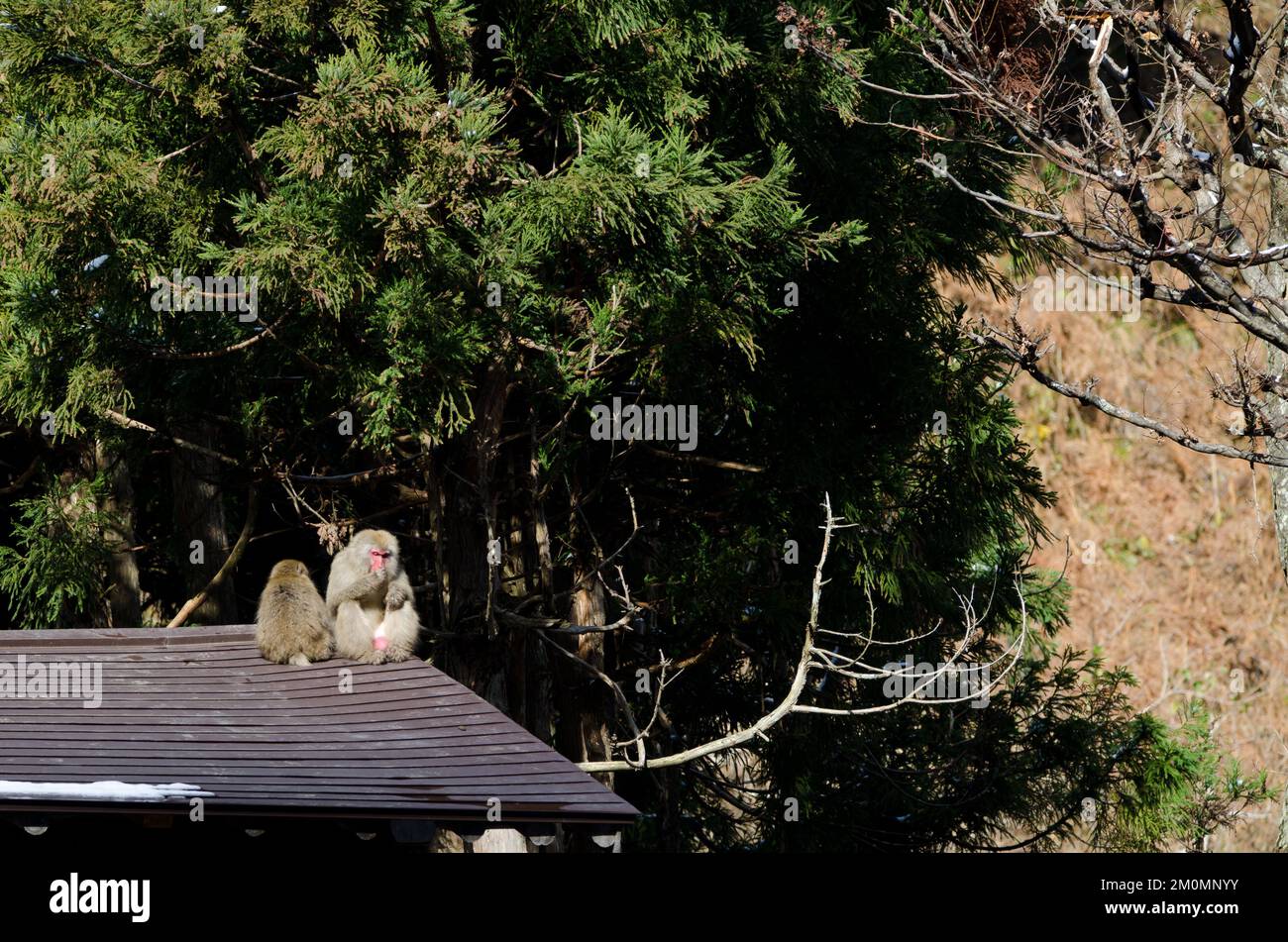 Pair of Japanese macaques Macaca fuscata on a roof. Jigokudani Monkey ...