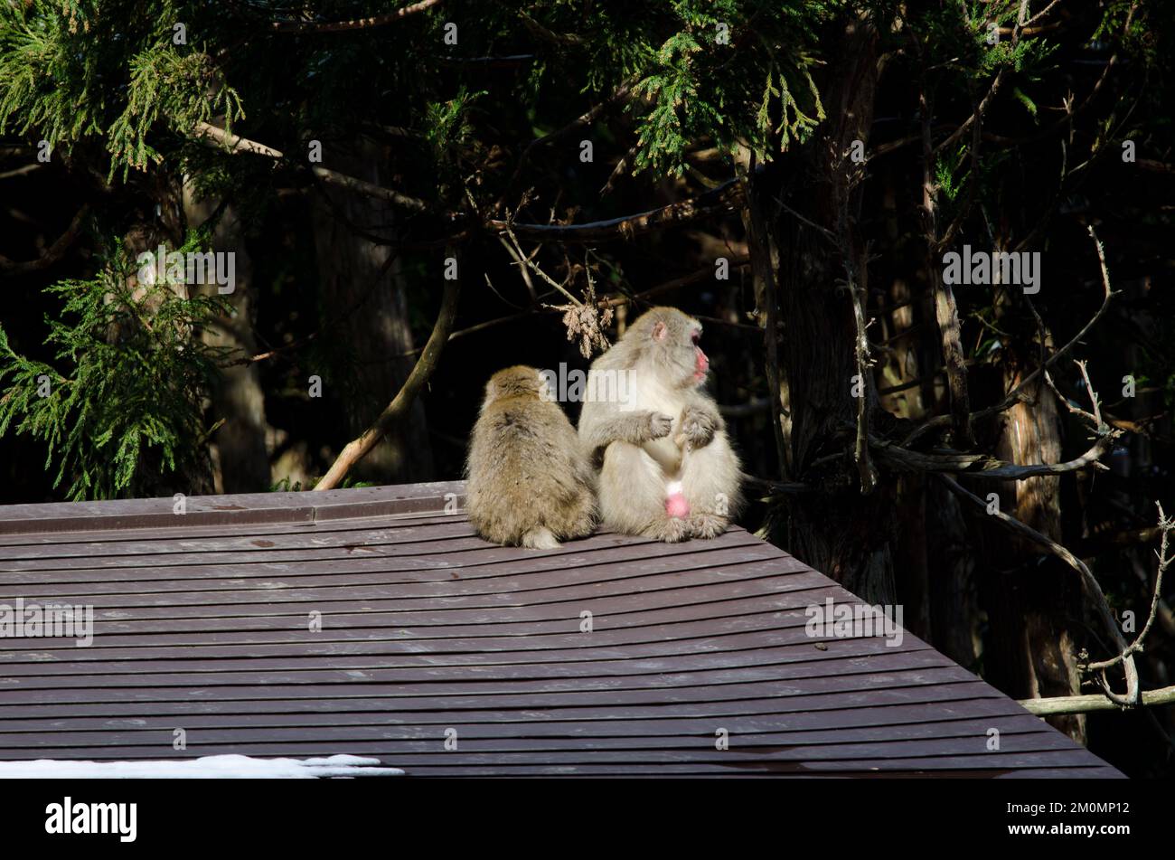 Pair of Japanese macaques Macaca fuscata on a roof. Jigokudani Monkey ...