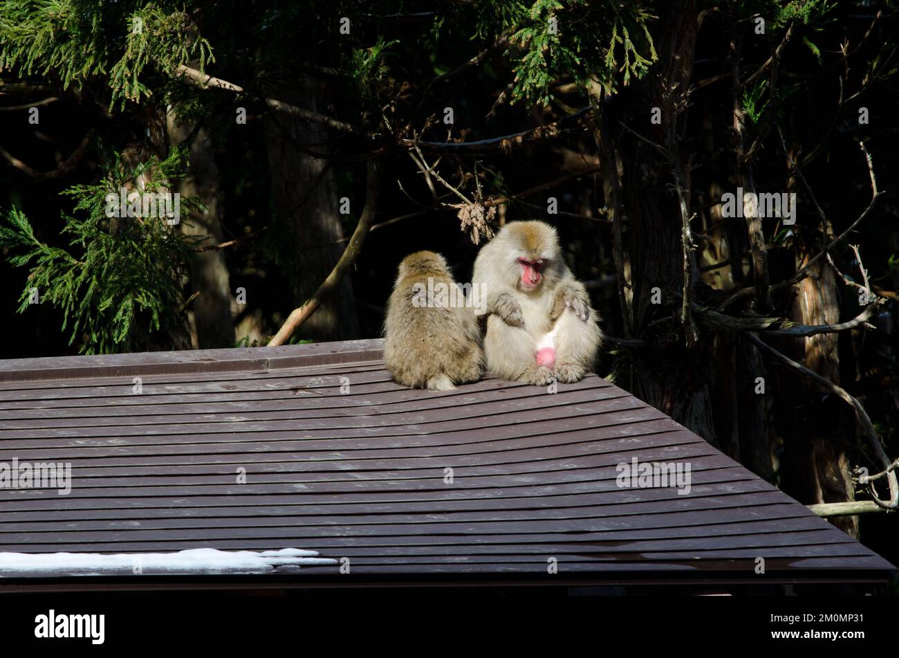 Pair of Japanese macaques Macaca fuscata on a roof. Jigokudani Monkey ...