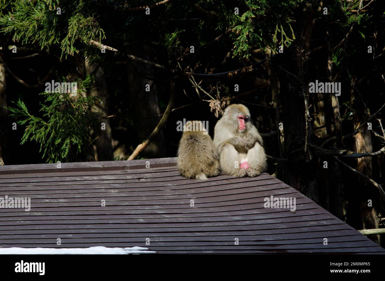 Pair of Japanese macaques Macaca fuscata on a roof. Jigokudani Monkey ...