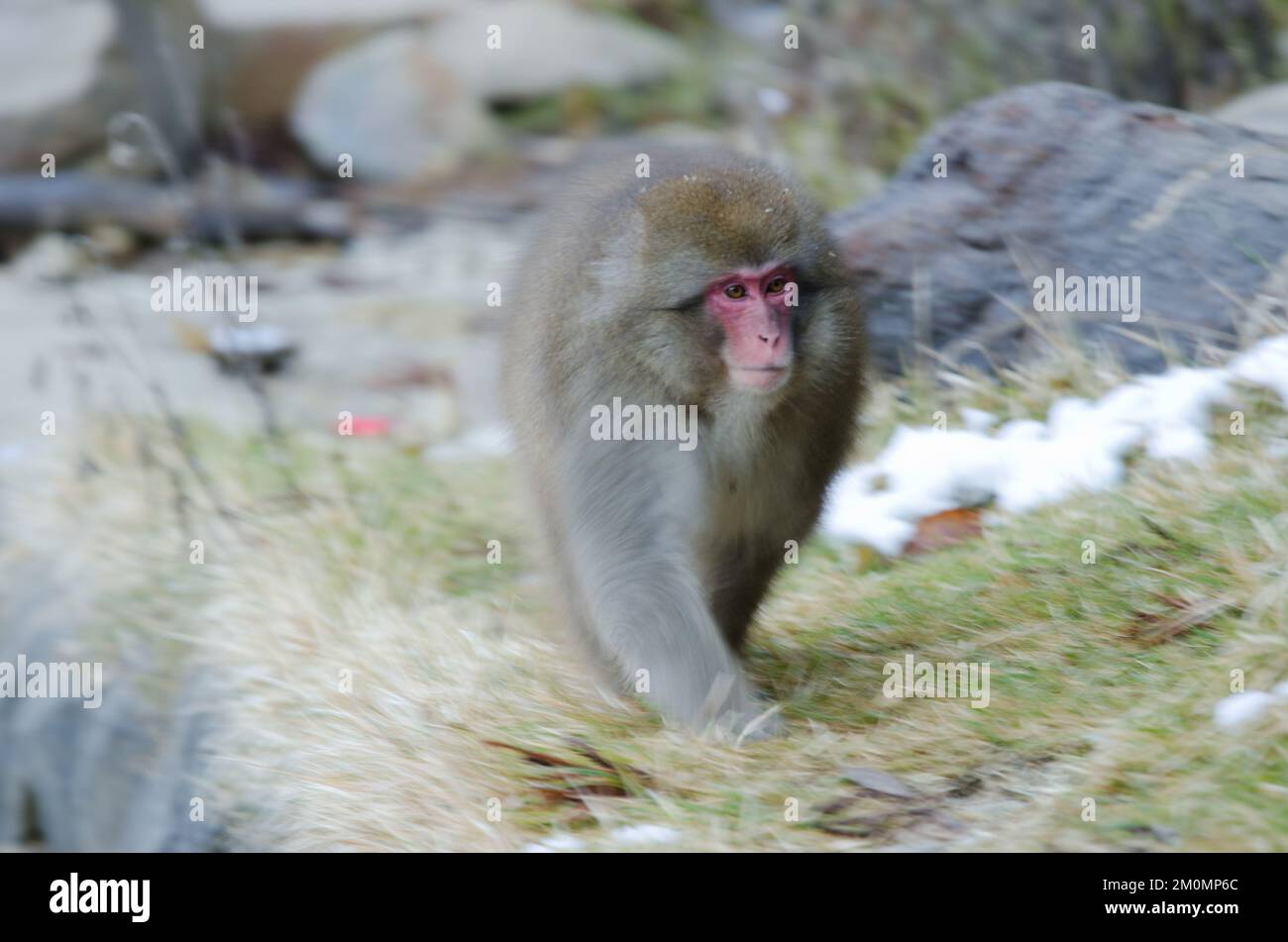 Young Japanese macaque Macaca fuscata walking. Picture blur to suggest movement. Jigokudani ...