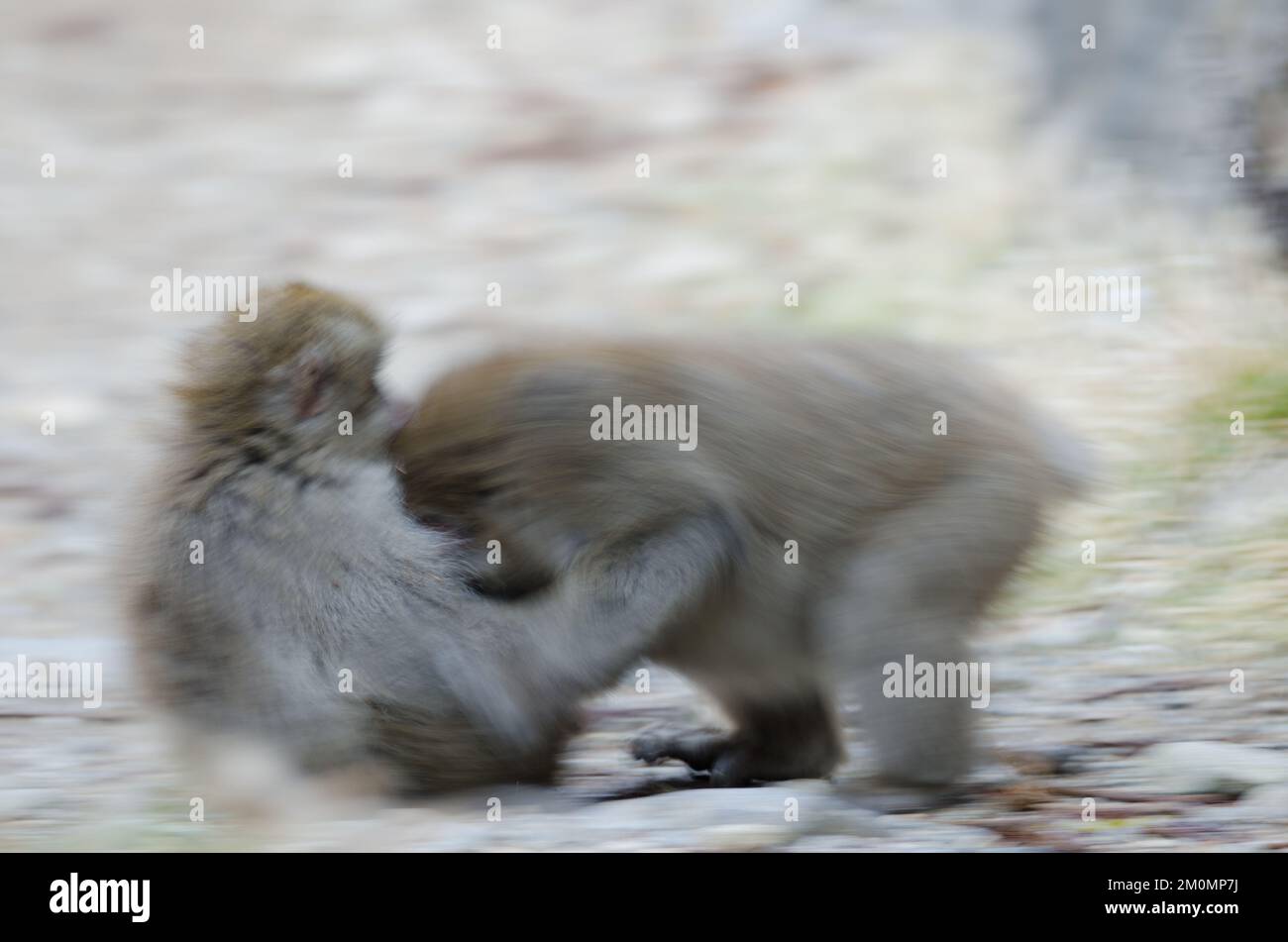 Young Japanese macaques Macaca fuscata playing. Picture blur to suggest movement. Jigokudani ...