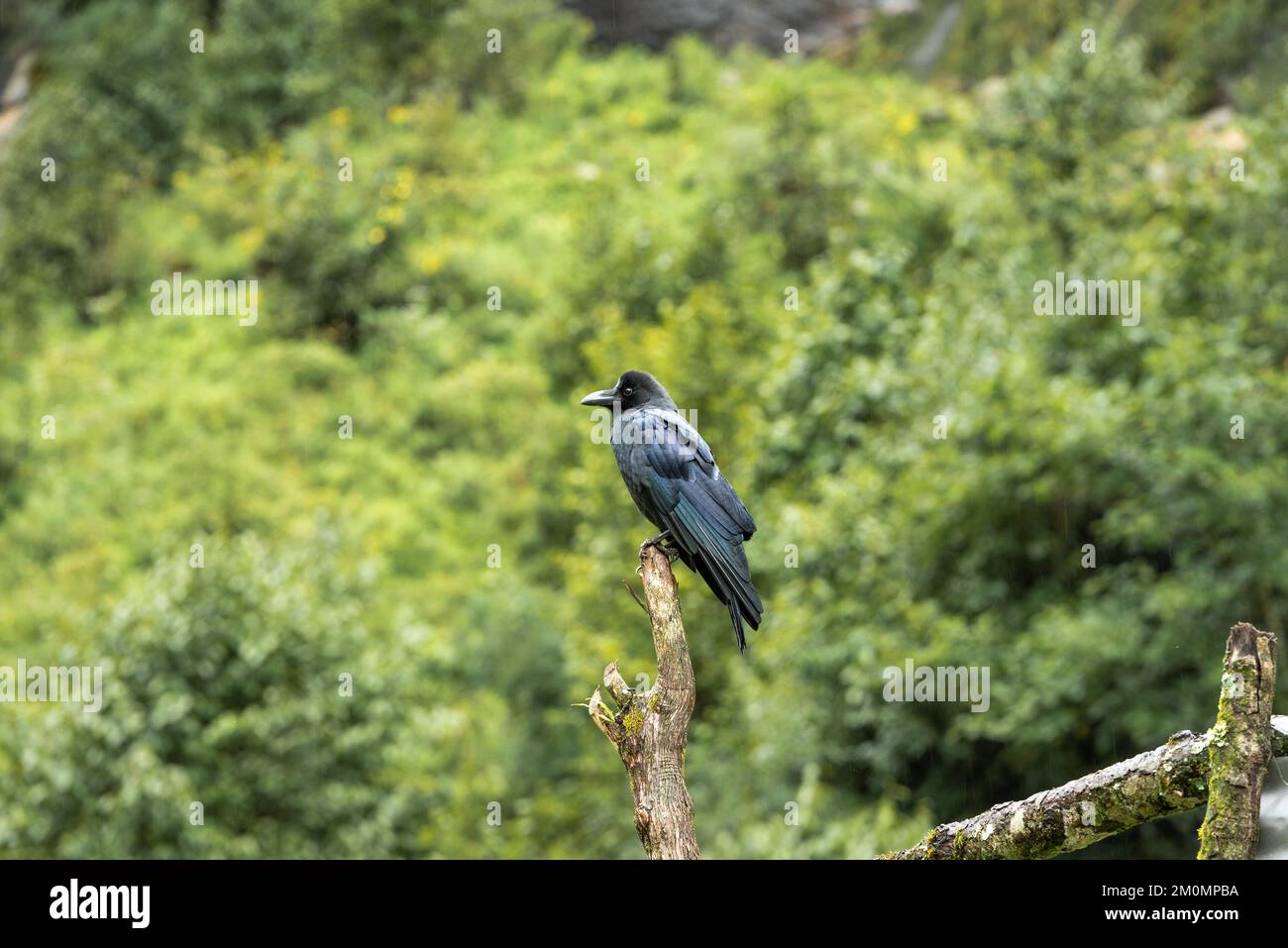 Indian jungle crow, Phakding village, Nepal Stock Photo - Alamy
