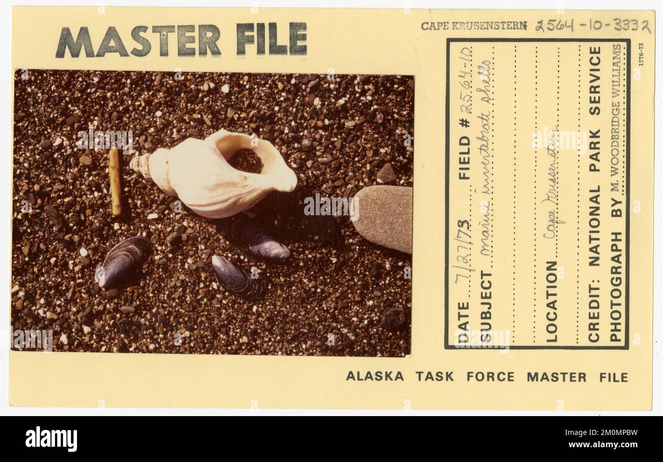 Marine invertebrate shells. Alaska Task Force Photographs Stock Photo ...