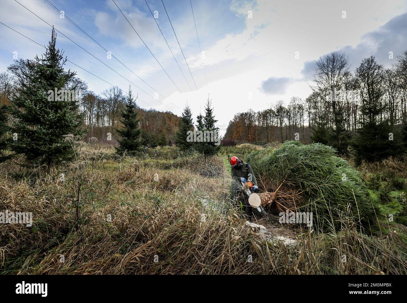 BANT - Netherlands, 07/12/2022, A forest ranger cuts down a Christmas ...