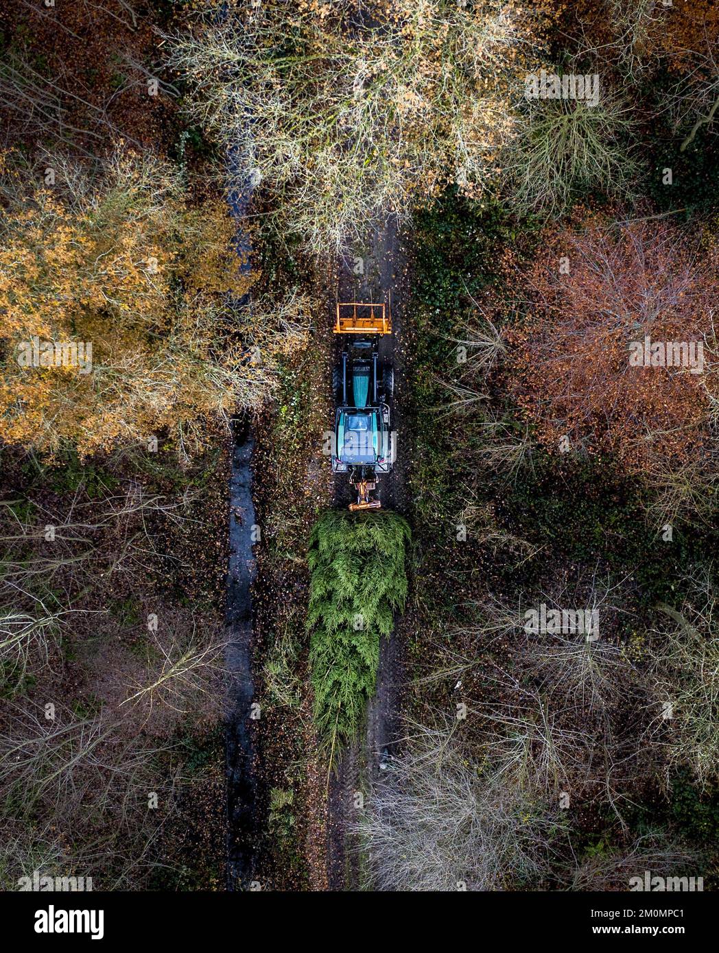 BANT - Netherlands, 07/12/2022, Drone photo of a cut down Christmas ...