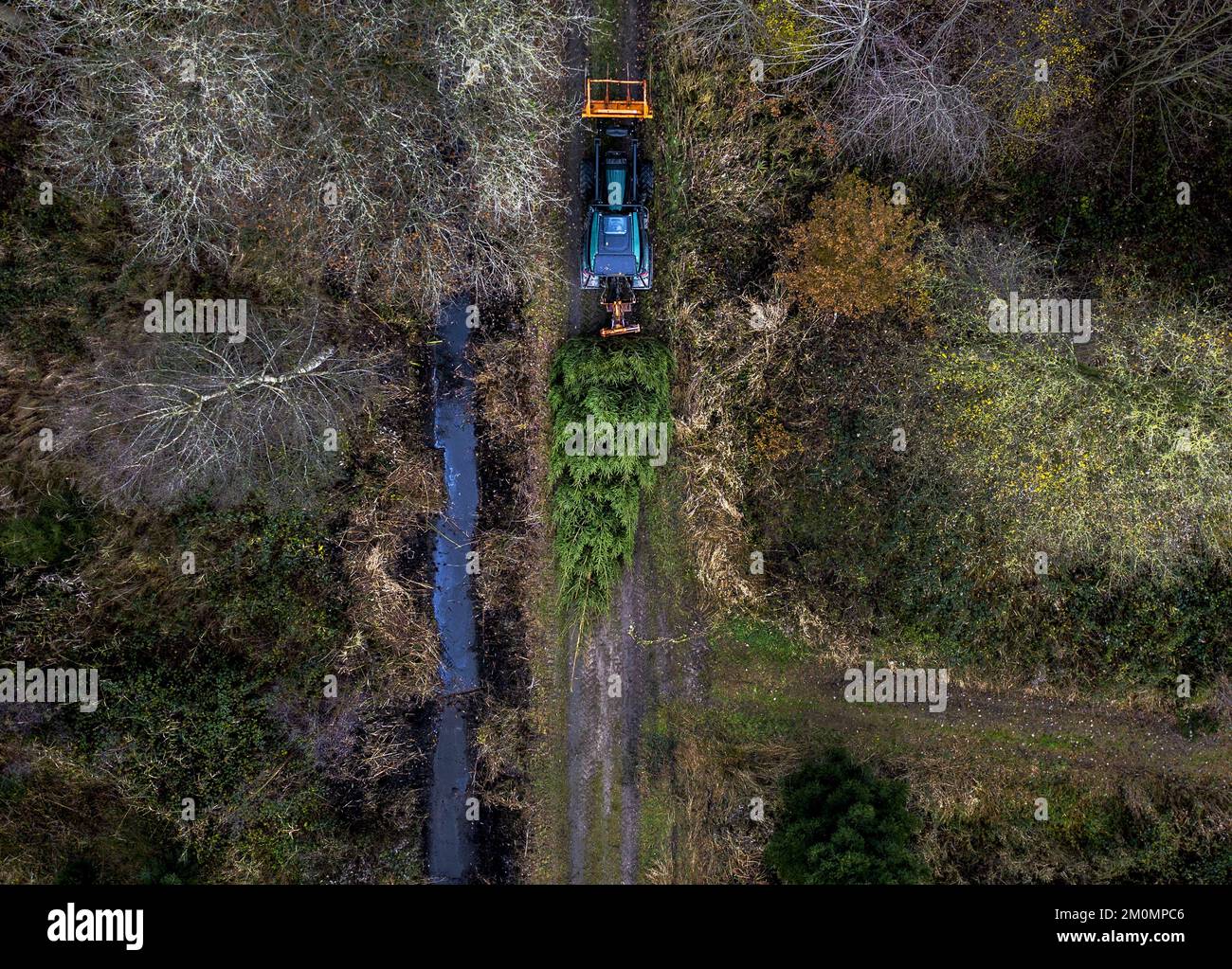BANT - Netherlands, 07/12/2022, Drone photo of a cut down Christmas ...
