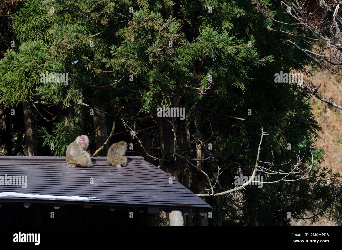 Pair of Japanese macaques Macaca fuscata on a roof. Jigokudani Monkey ...