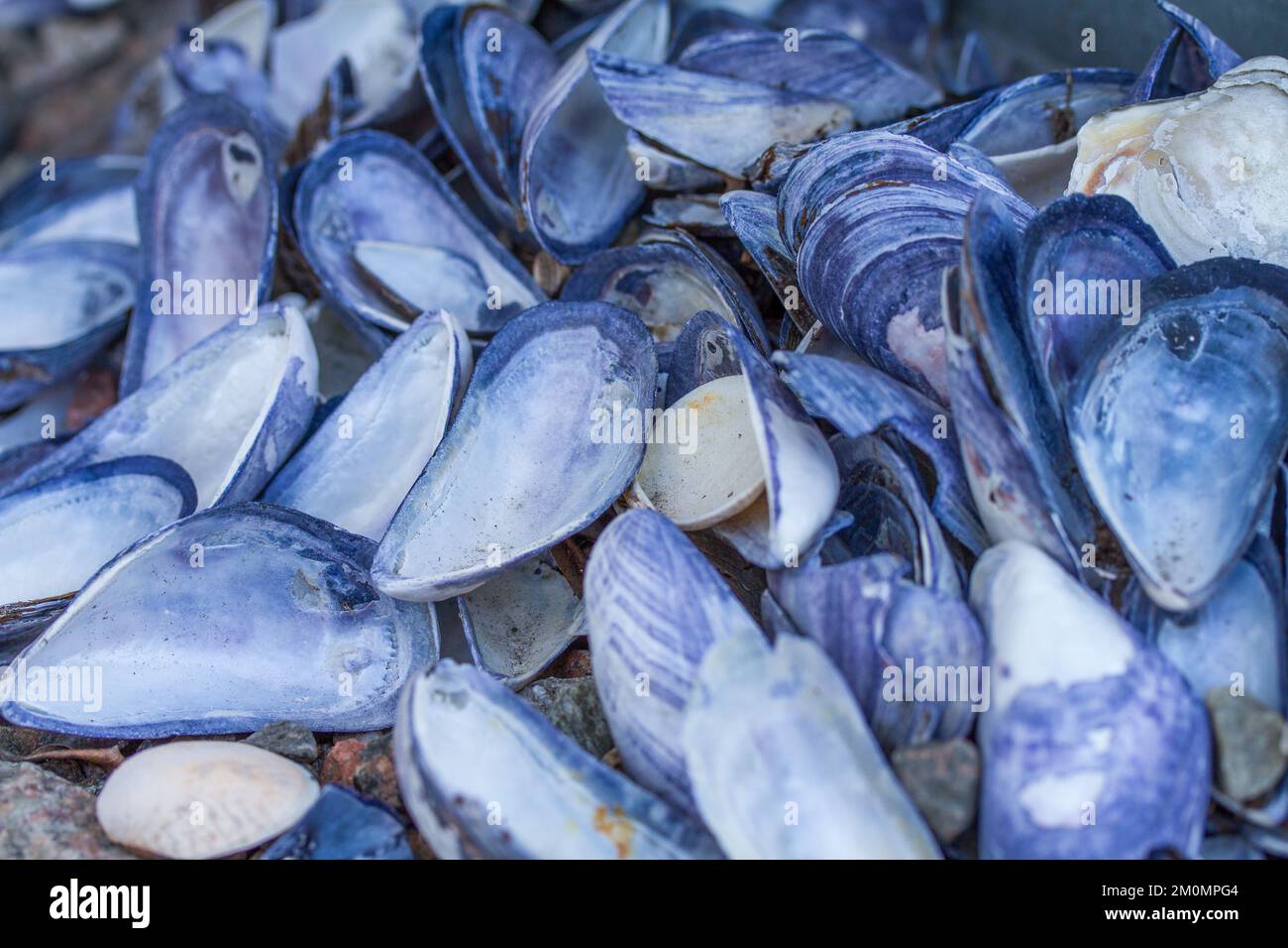 A closeup shot of blue mussels, round blue shellfish used in various ...