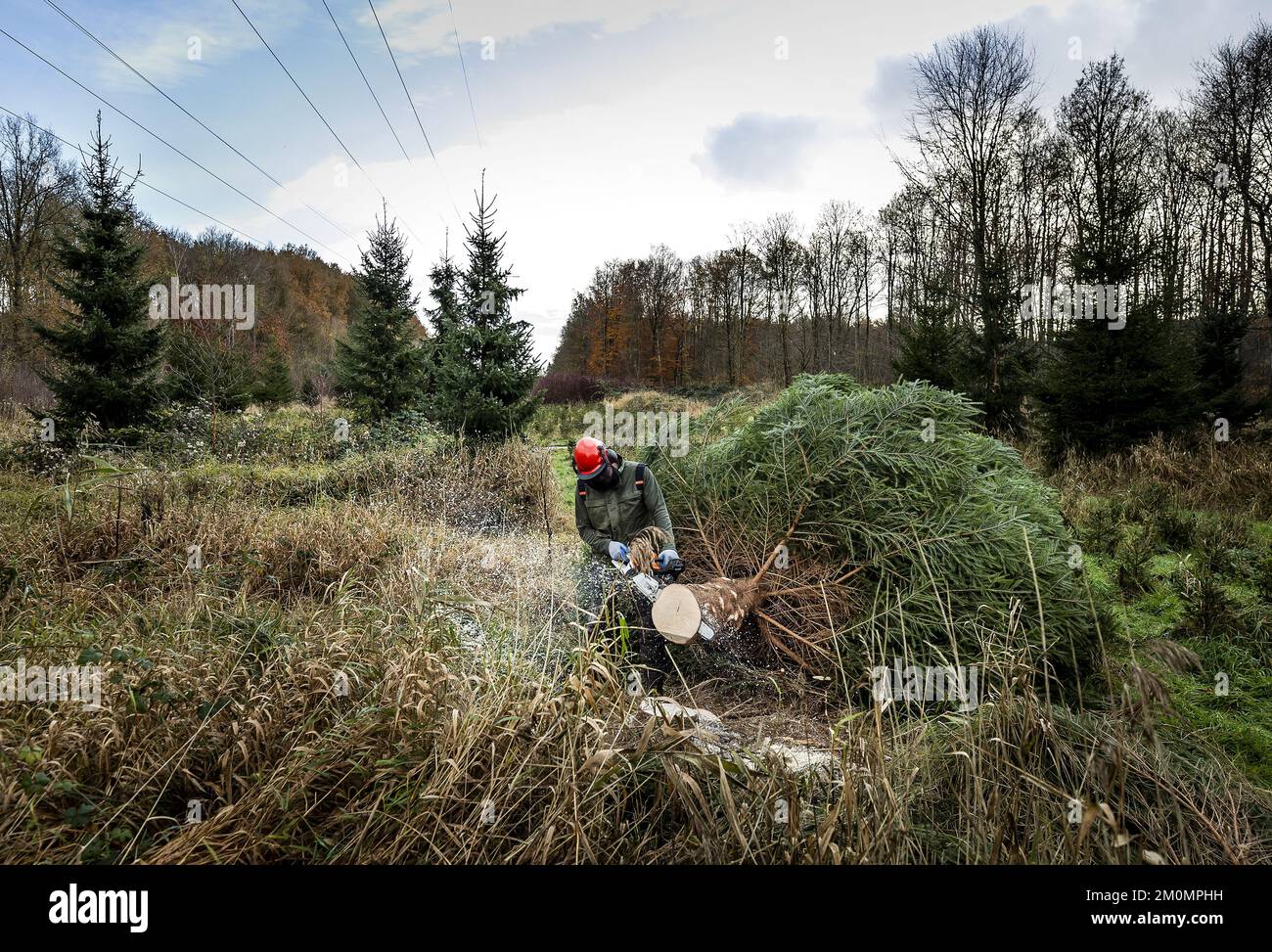 BANT - Netherlands, 07/12/2022, A forest ranger cuts down a Christmas ...