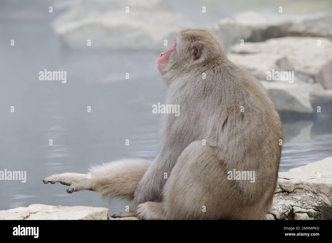 Japanese macaque Macaca fuscata stretching a leg. Jigokudani Monkey ...
