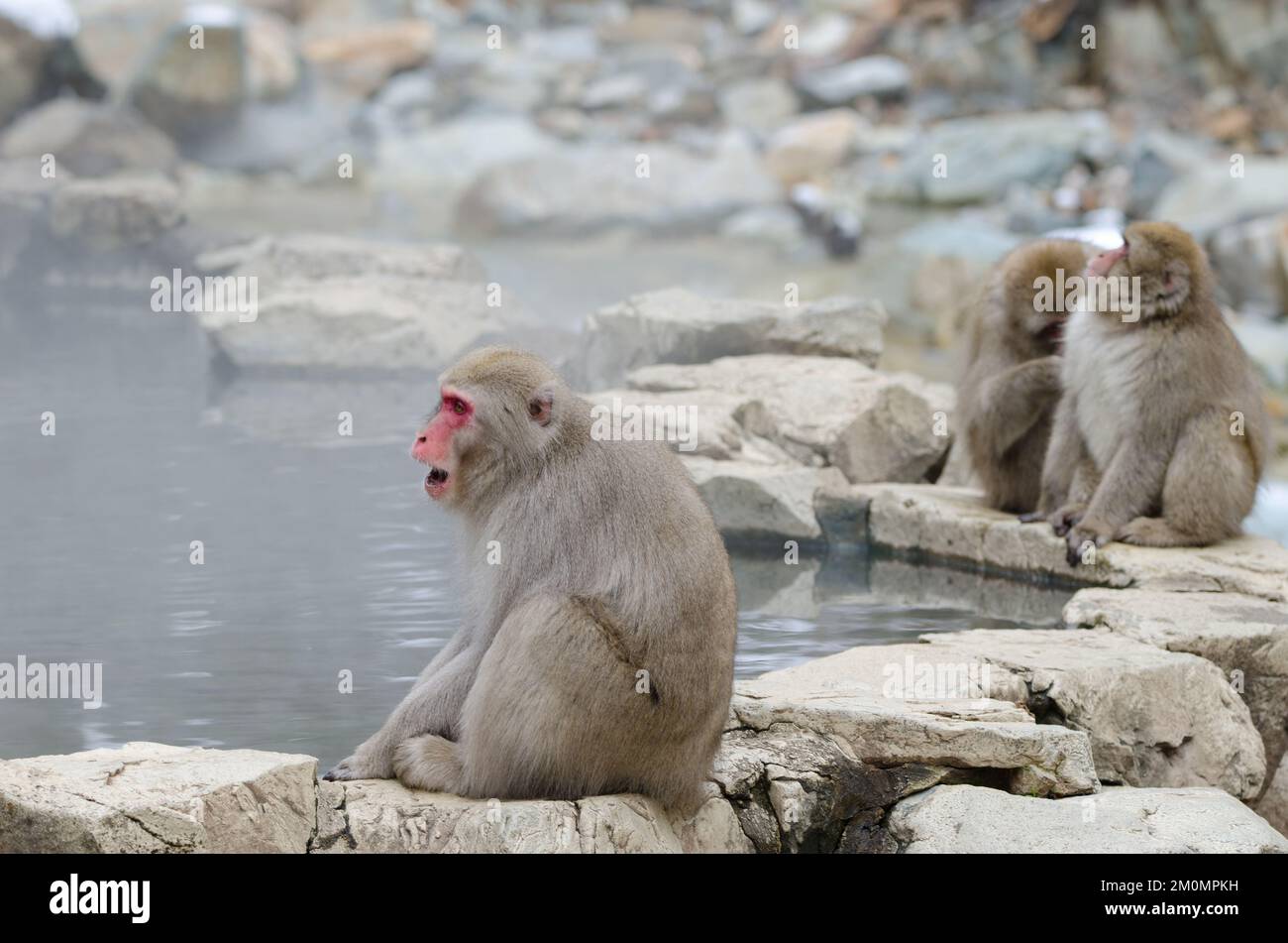 Japanese macaques Macaca fuscata. Jigokudani Monkey Park. Yamanouchi. Nagano Prefecture ...