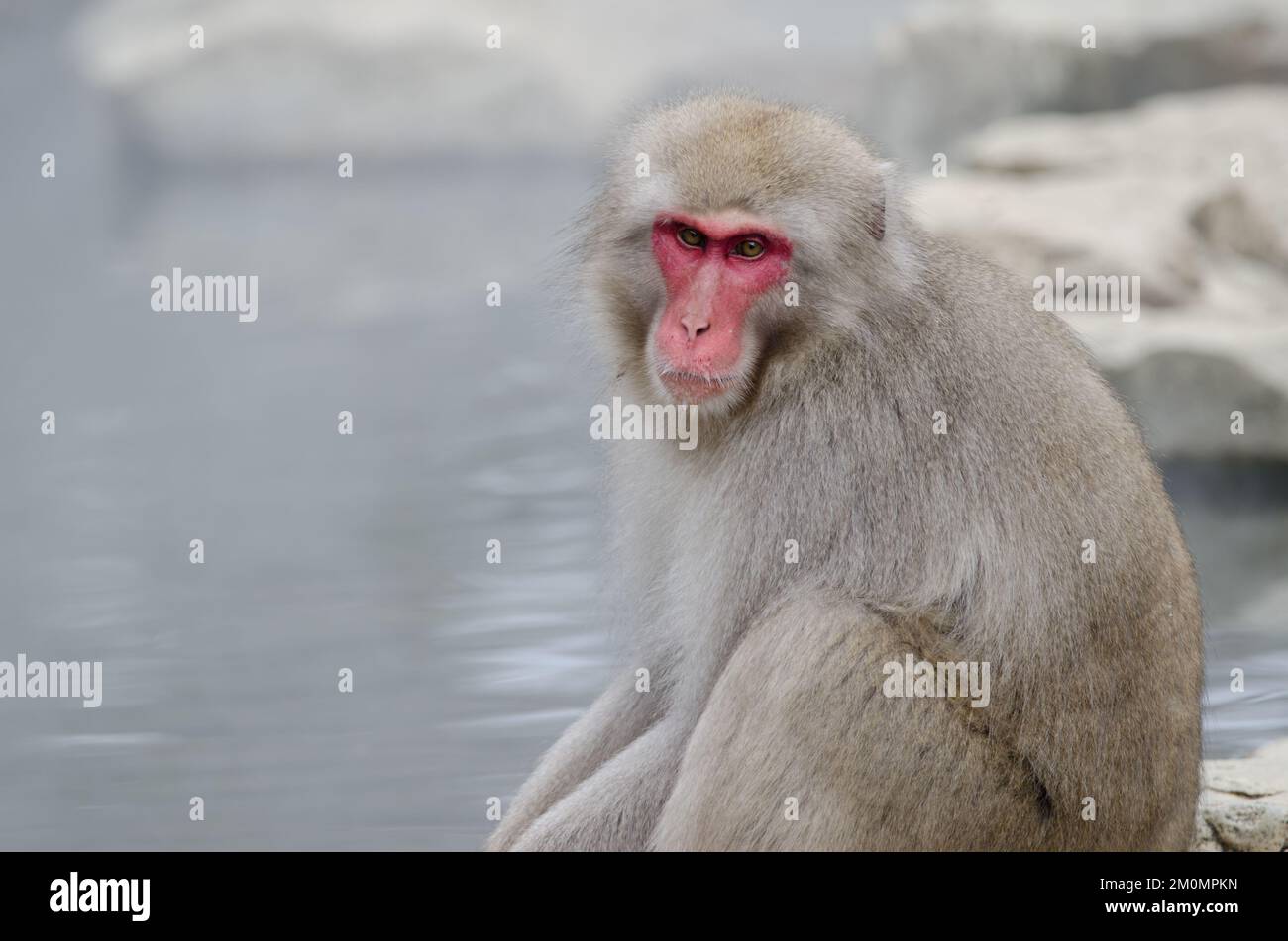 Japanese macaque Macaca fuscata. Jigokudani Monkey Park. Yamanouchi ...
