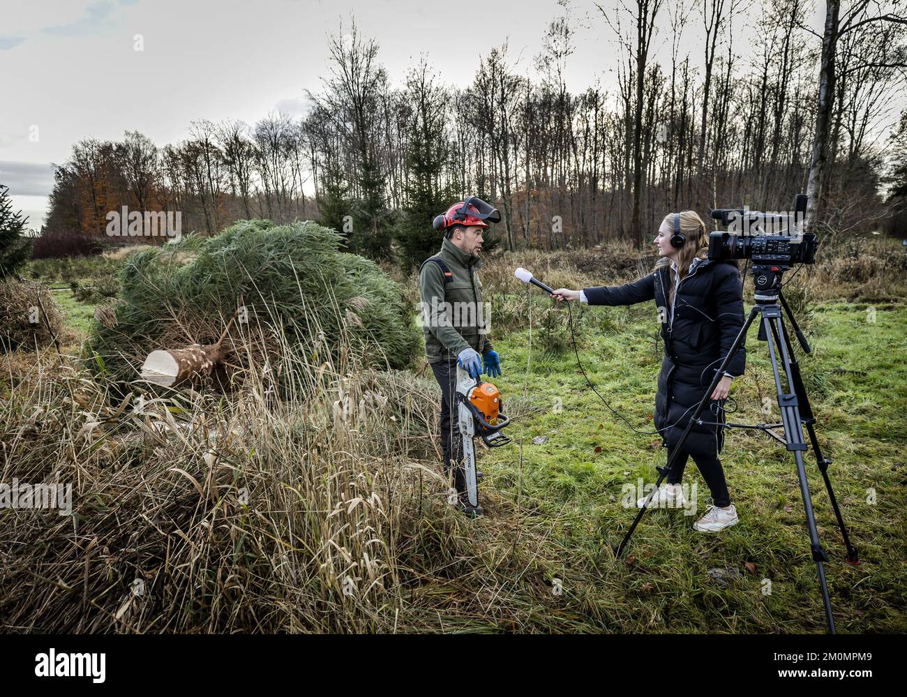 BANT - Netherlands, 07/12/2022, A forest ranger cuts down a Christmas ...
