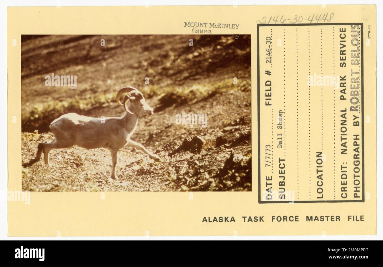 Alpine fauna predator Cut Out Stock Images & Pictures - Alamy