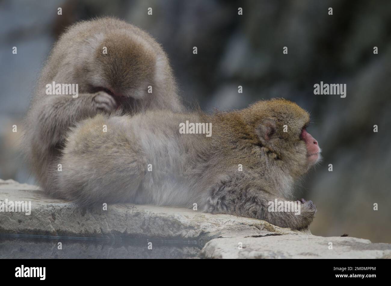 One Japanese macaque Macaca fuscata grooming another. Jigokudani Monkey ...