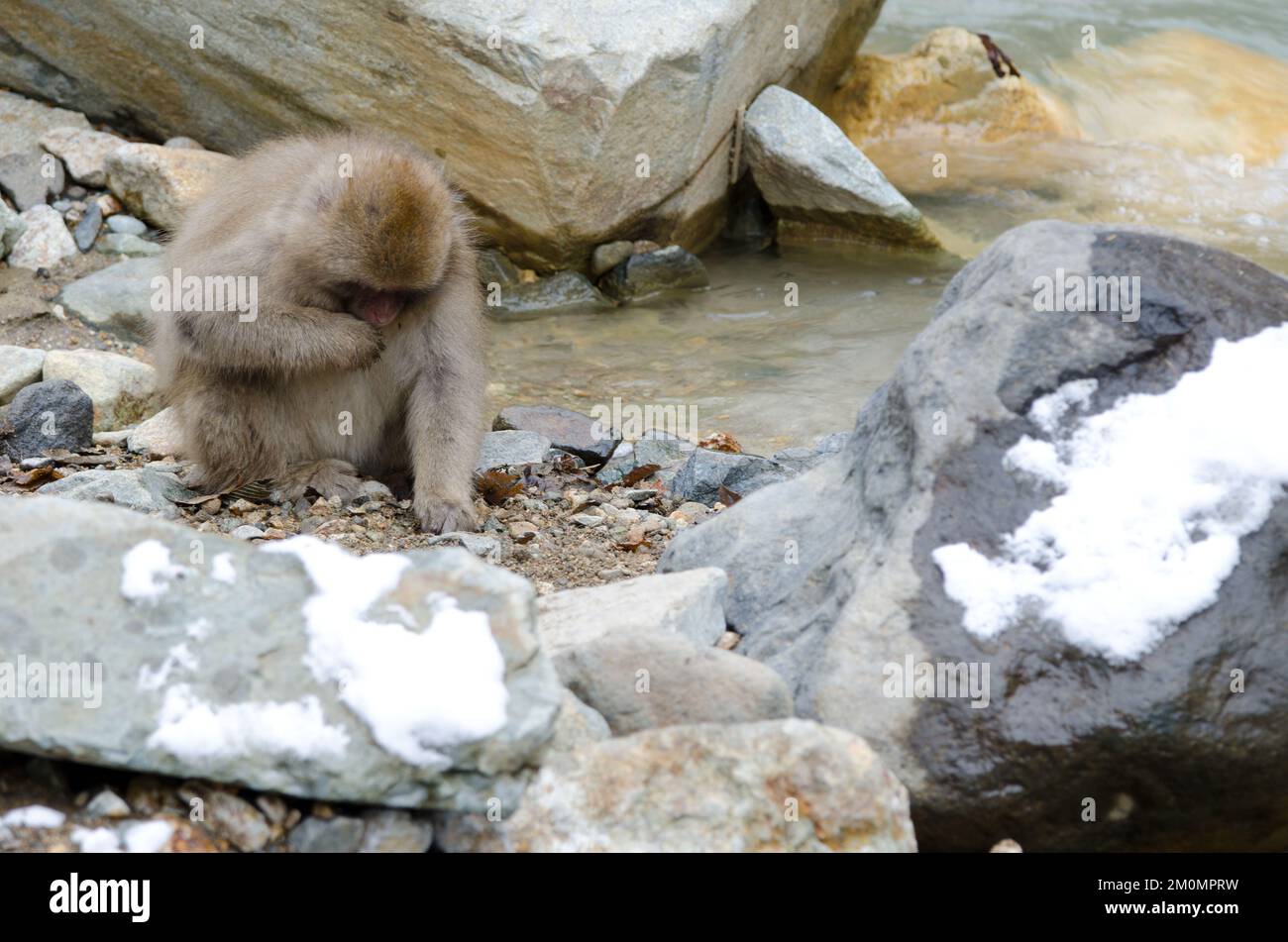 Young Japanese macaque Macaca fuscata. Jigokudani Monkey Park ...