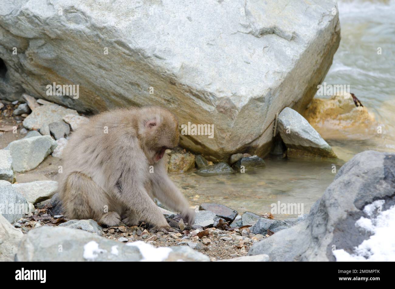 Japanese macaque Macaca fuscata. Young playing with stones. Jigokudani ...