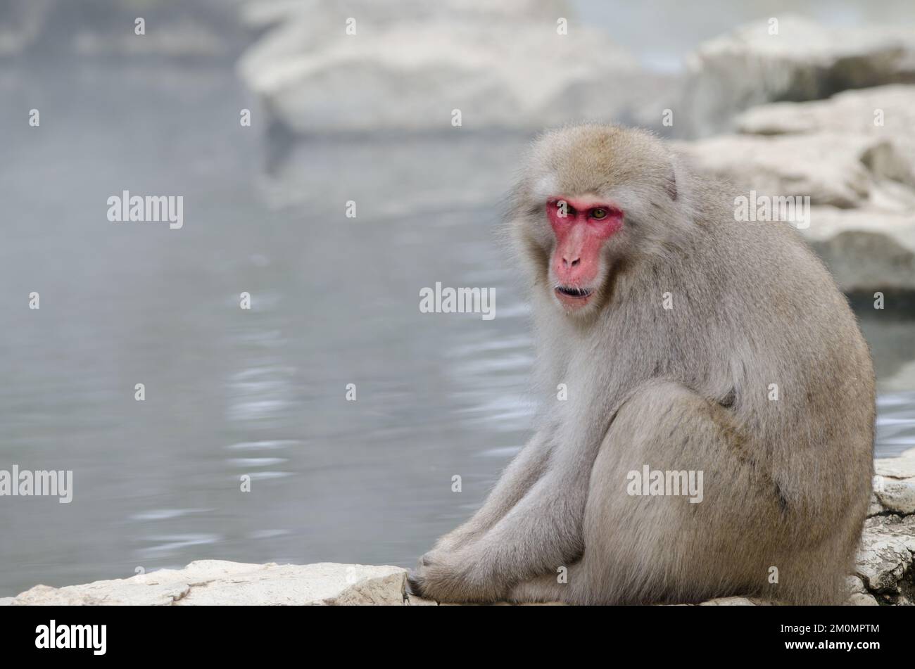 Japanese macaque Macaca fuscata. Jigokudani Monkey Park. Yamanouchi ...
