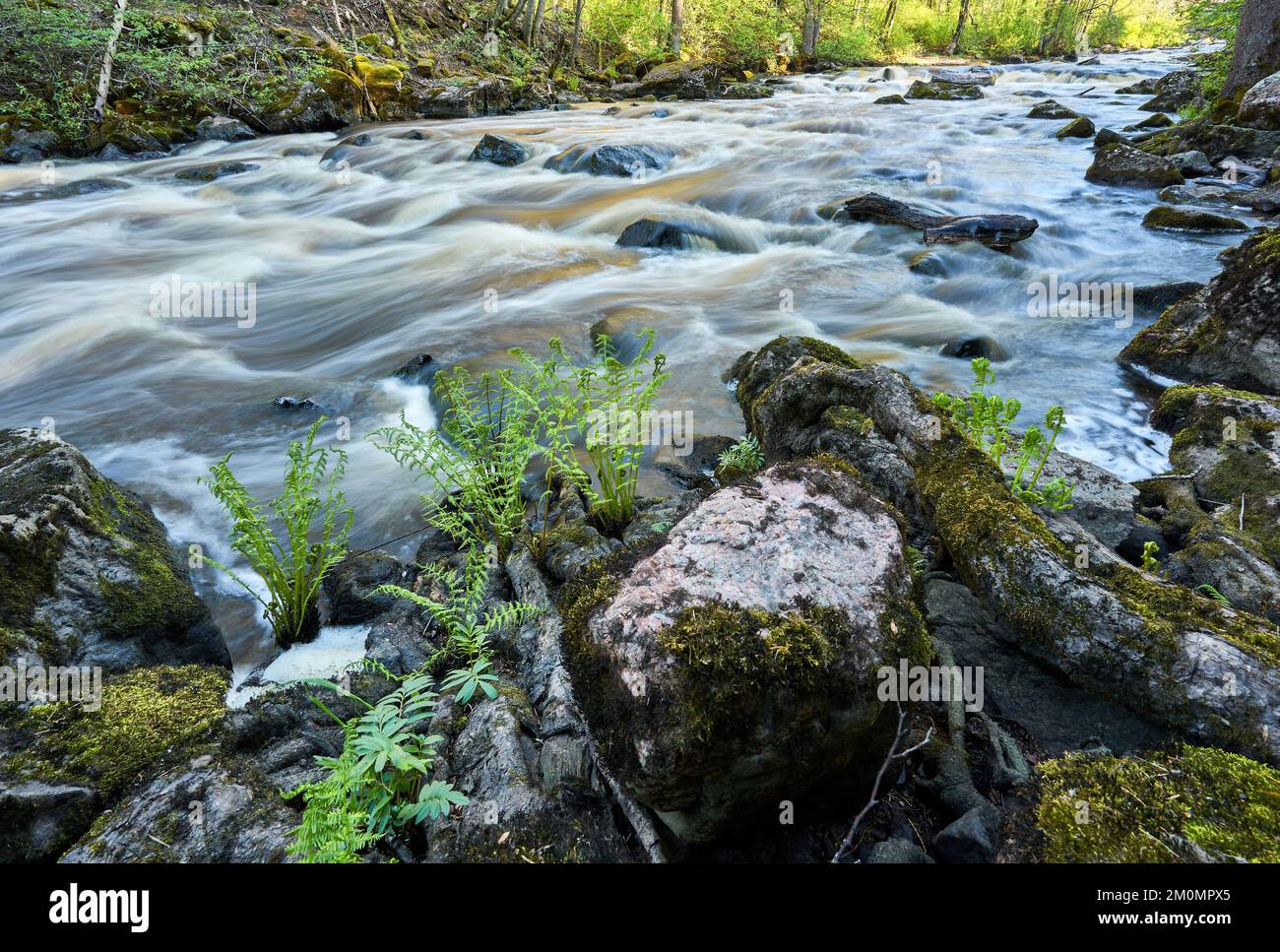 A beautiful shot of a streaming rocky river in the woods Stock Photo ...