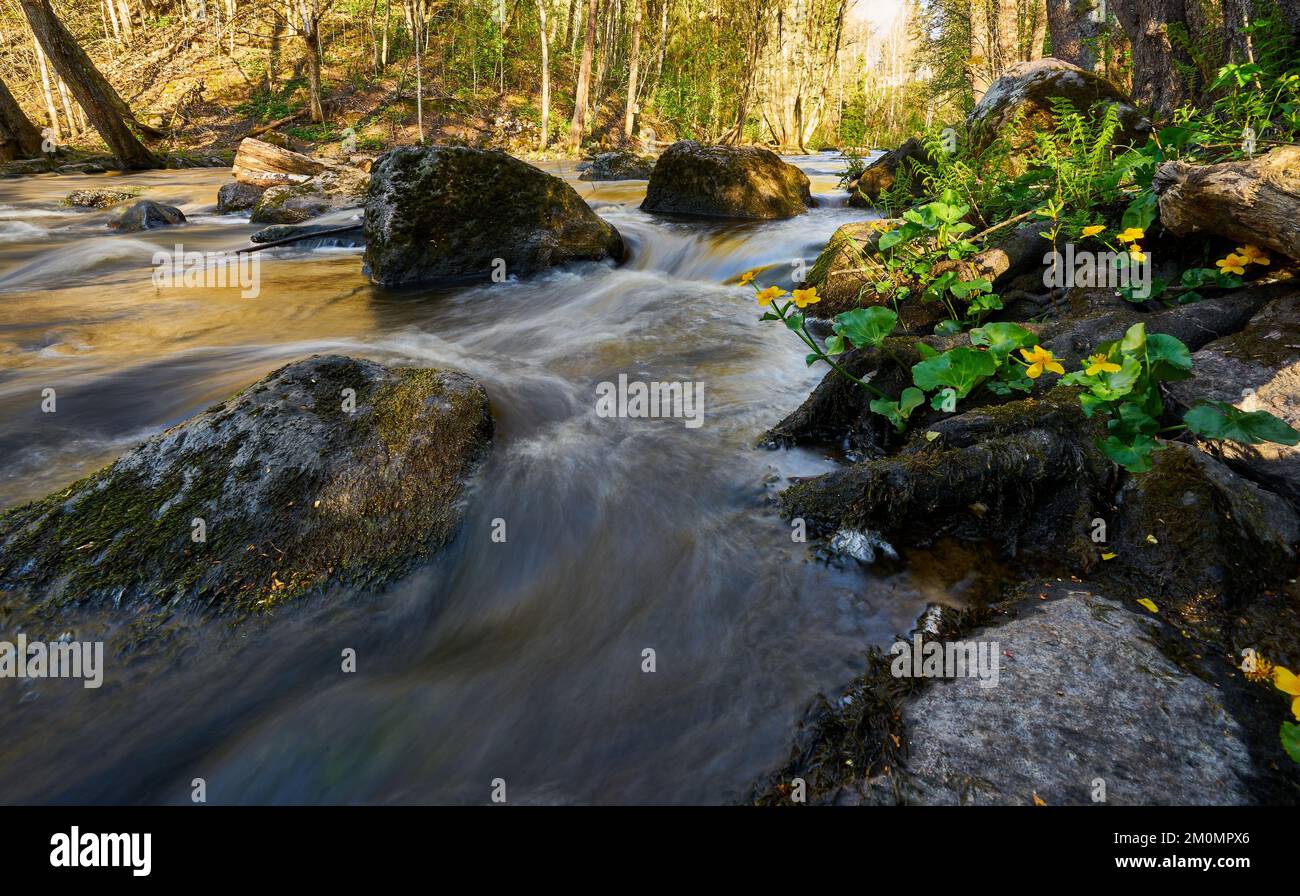A beautiful shot of a streaming rocky river in the woods Stock Photo ...