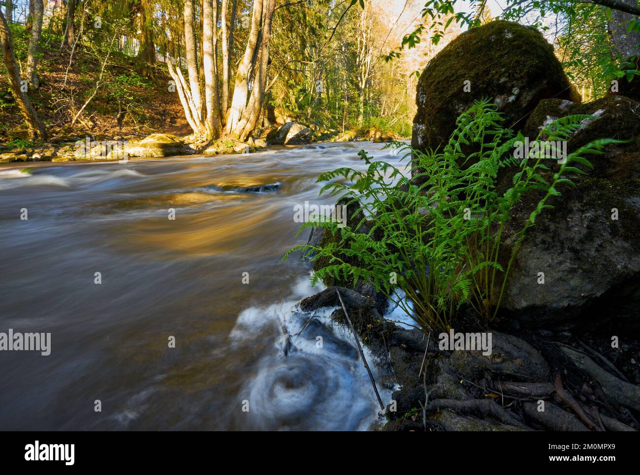 A beautiful shot of a streaming rocky river in the woods Stock Photo ...