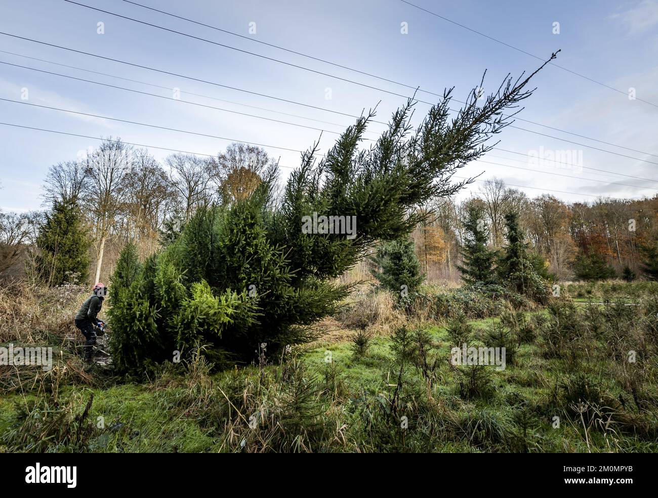 BANT - Netherlands, 07/12/2022, A forest ranger cuts down a Christmas ...