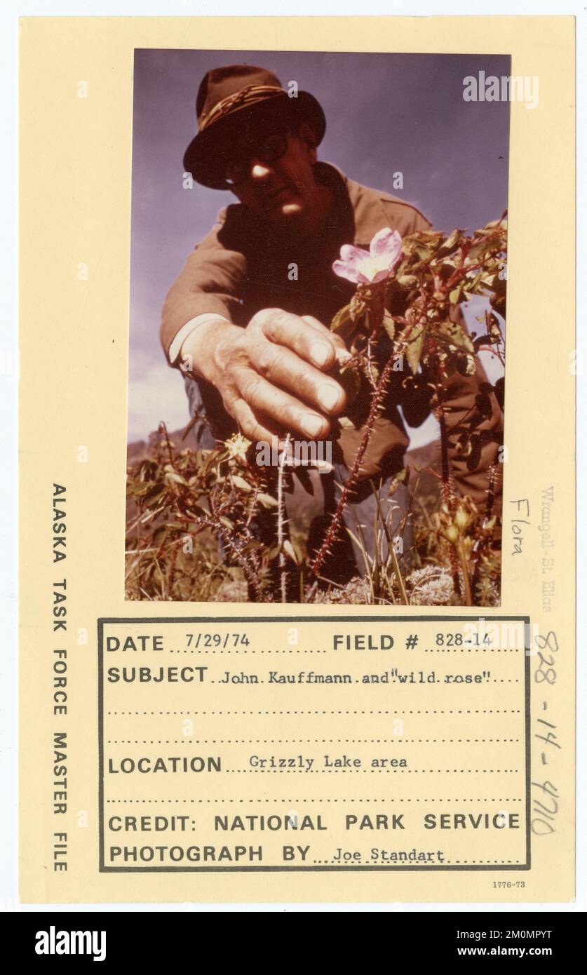 John Kauffmann and "wild rose". Alaska Task Force Photographs Stock ...