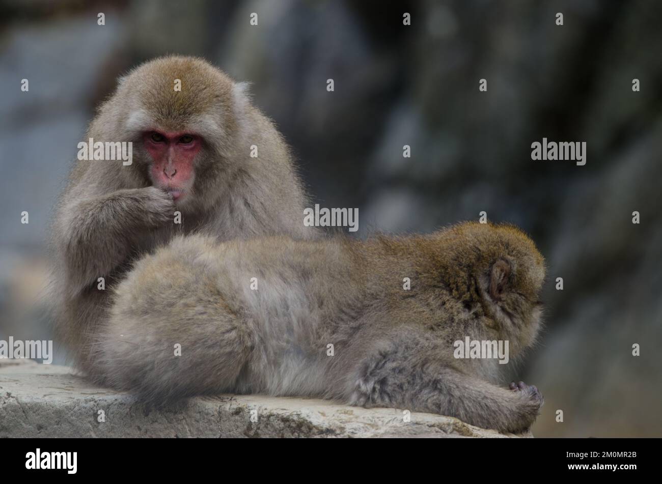 One Japanese macaque Macaca fuscata grooming another. Jigokudani Monkey ...