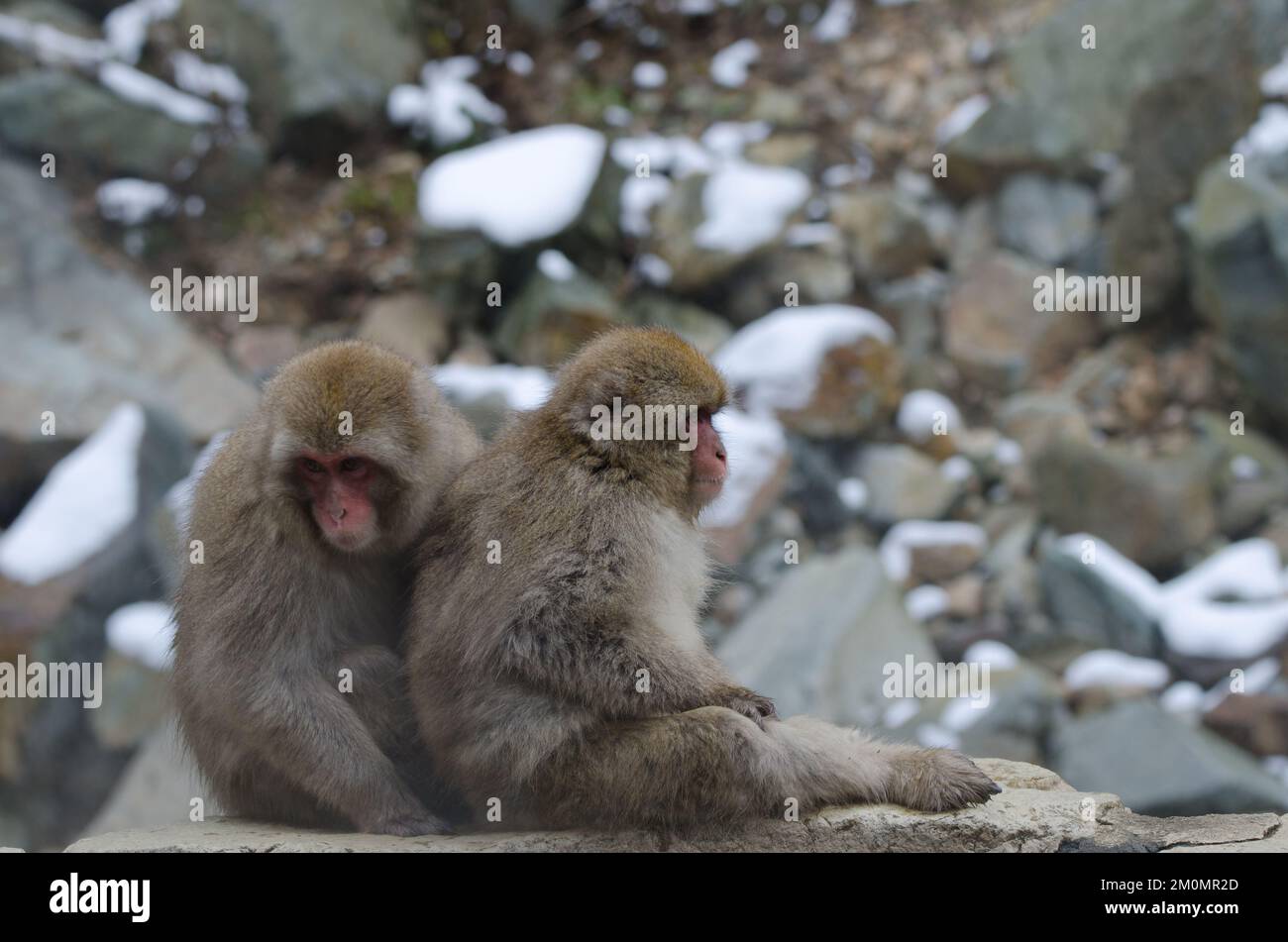 Japanese macaques Macaca fuscata. Jigokudani Monkey Park. Yamanouchi ...
