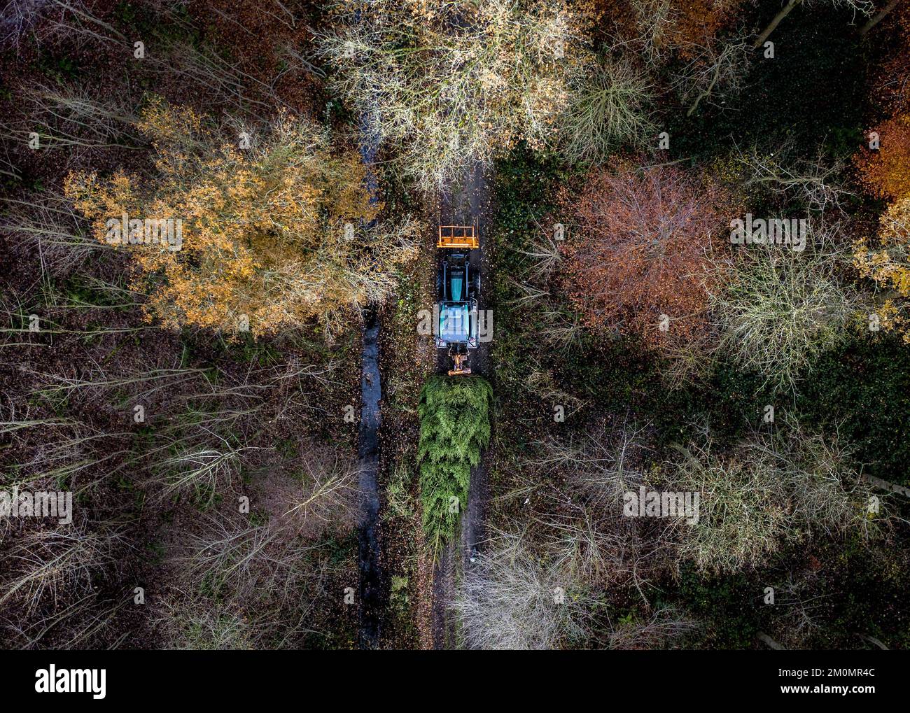 BANT - Netherlands, 07/12/2022, Drone photo of a cut down Christmas ...