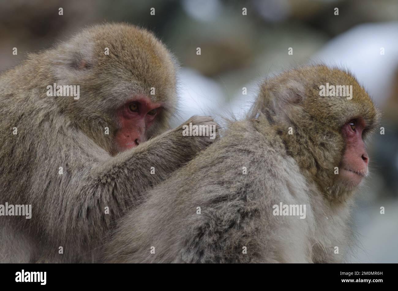 One Japanese macaque Macaca fuscata grooming another. Jigokudani Monkey ...