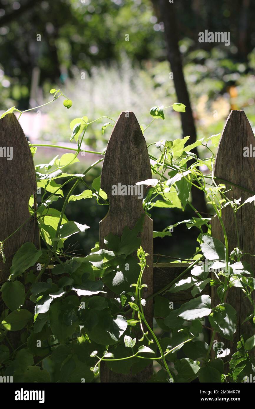 Traditional vintage wooden picket fence surrounding the garden Stock ...