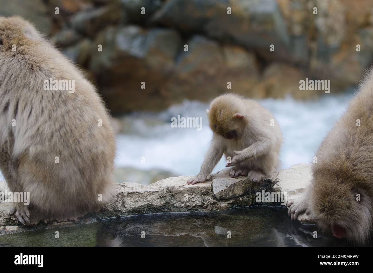 Young Japanese macaque Macaca fuscata looking at its hand and adult ...