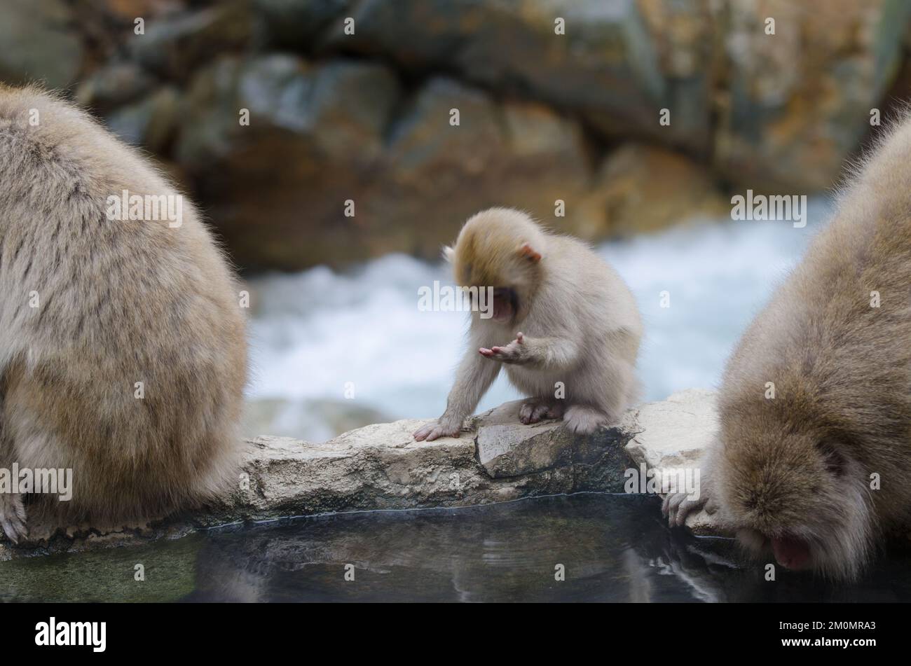 Young Japanese macaque Macaca fuscata looking at its hand and adult ...