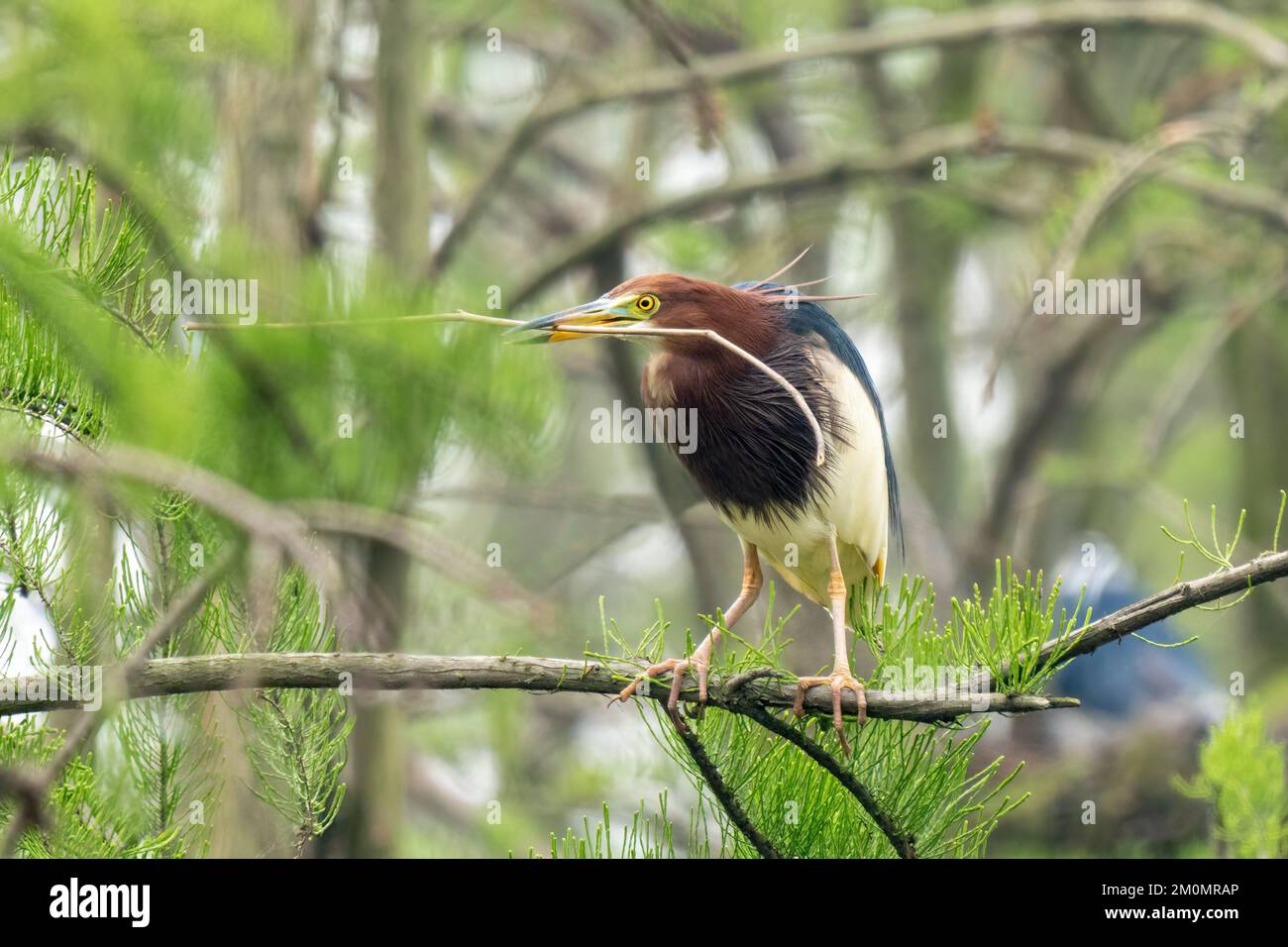 Close-up of a standing pond heron during spring time on sunny day Stock ...