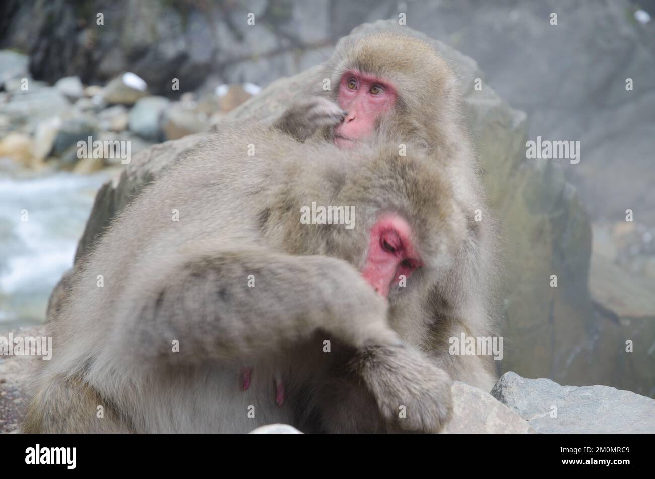Japanese macaques Macaca fuscata. Jigokudani Monkey Park. Yamanouchi. Nagano Prefecture ...