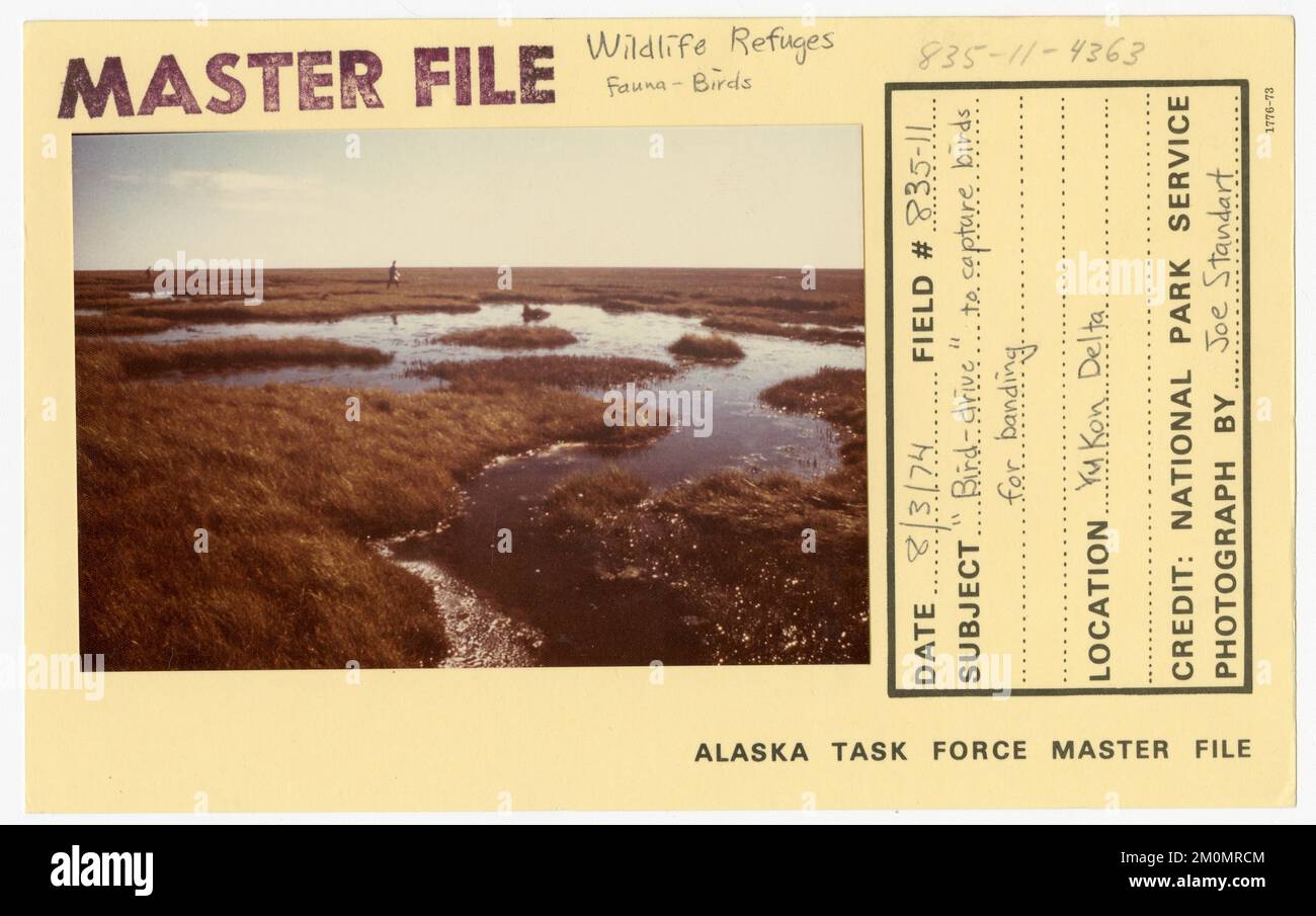 "Bird-drive" to capture birds for banding. Alaska Task Force ...