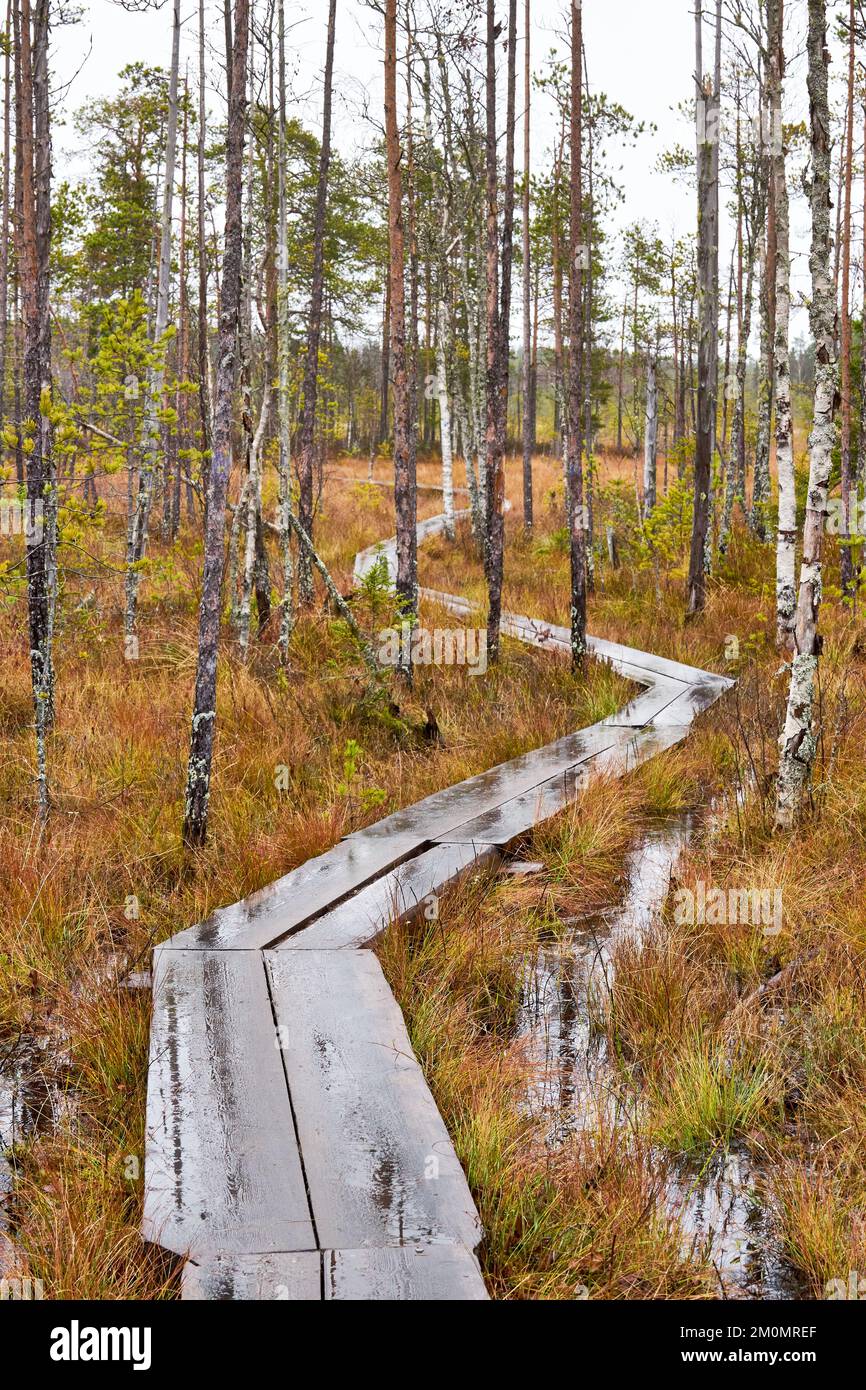 A vertical shot of a walking wooden path in a forest with tall trees ...