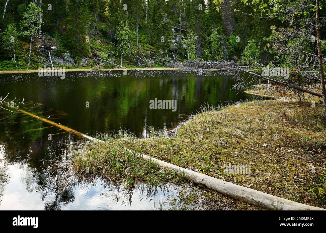A beautiful shot of a lake in a green forest with tall trees Stock ...