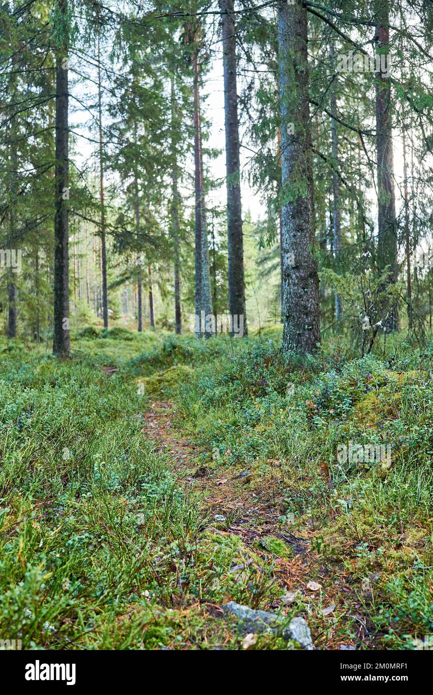 A vertical shot of a green forest with tall trees Stock Photo - Alamy