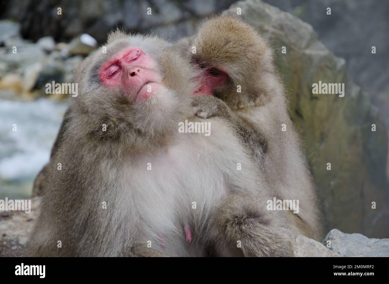 One Japanese macaque Macaca fuscata grooming another. Jigokudani Monkey ...
